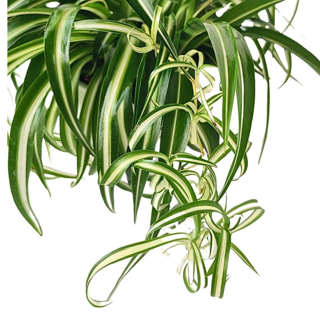 chlorophytum-comosum-bonnie-in-vaso-ceramicai-giardini-di-giulia-609029 ...