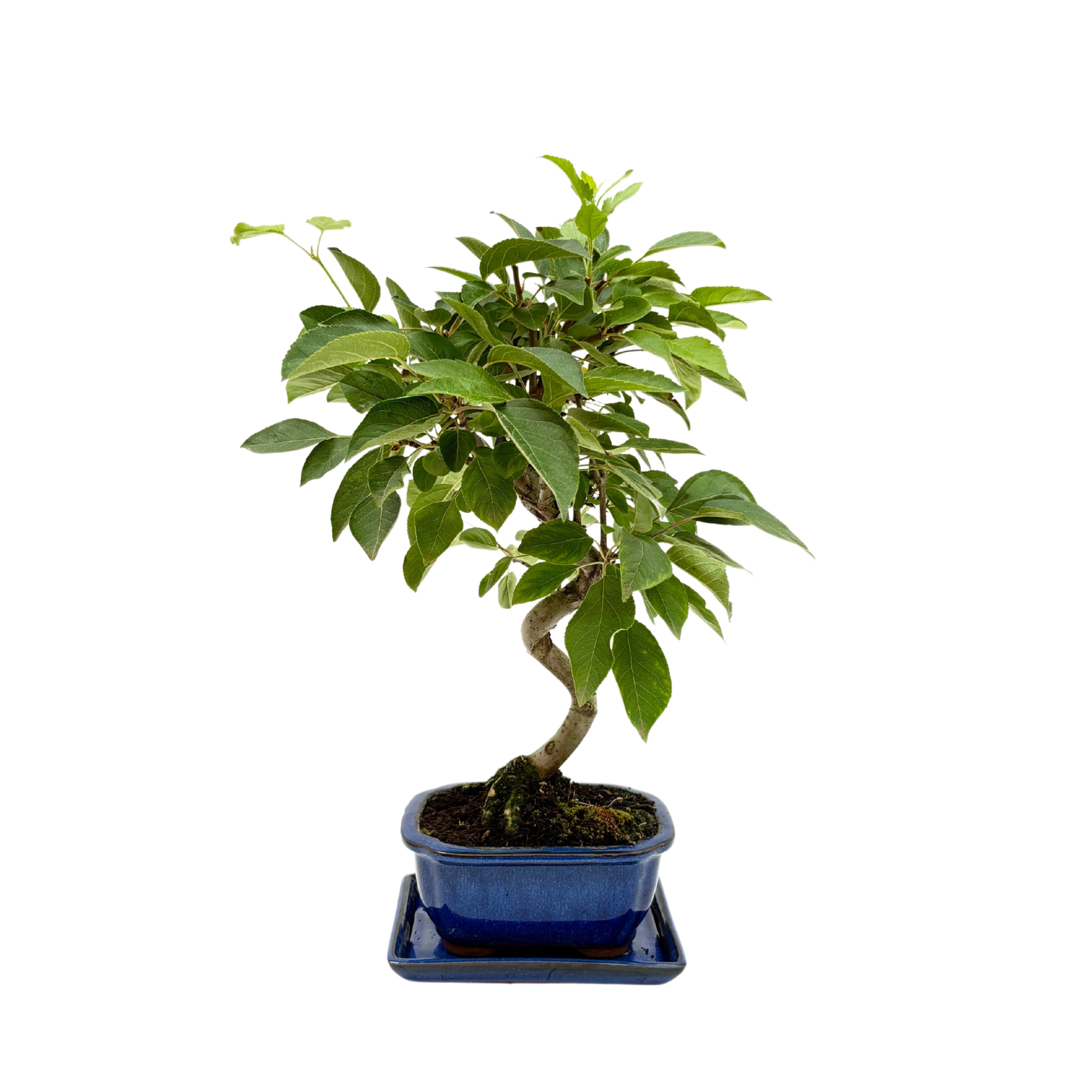 Bonsai Melo 8 Anni I Giardini Giulia — i Giardini di Giulia
