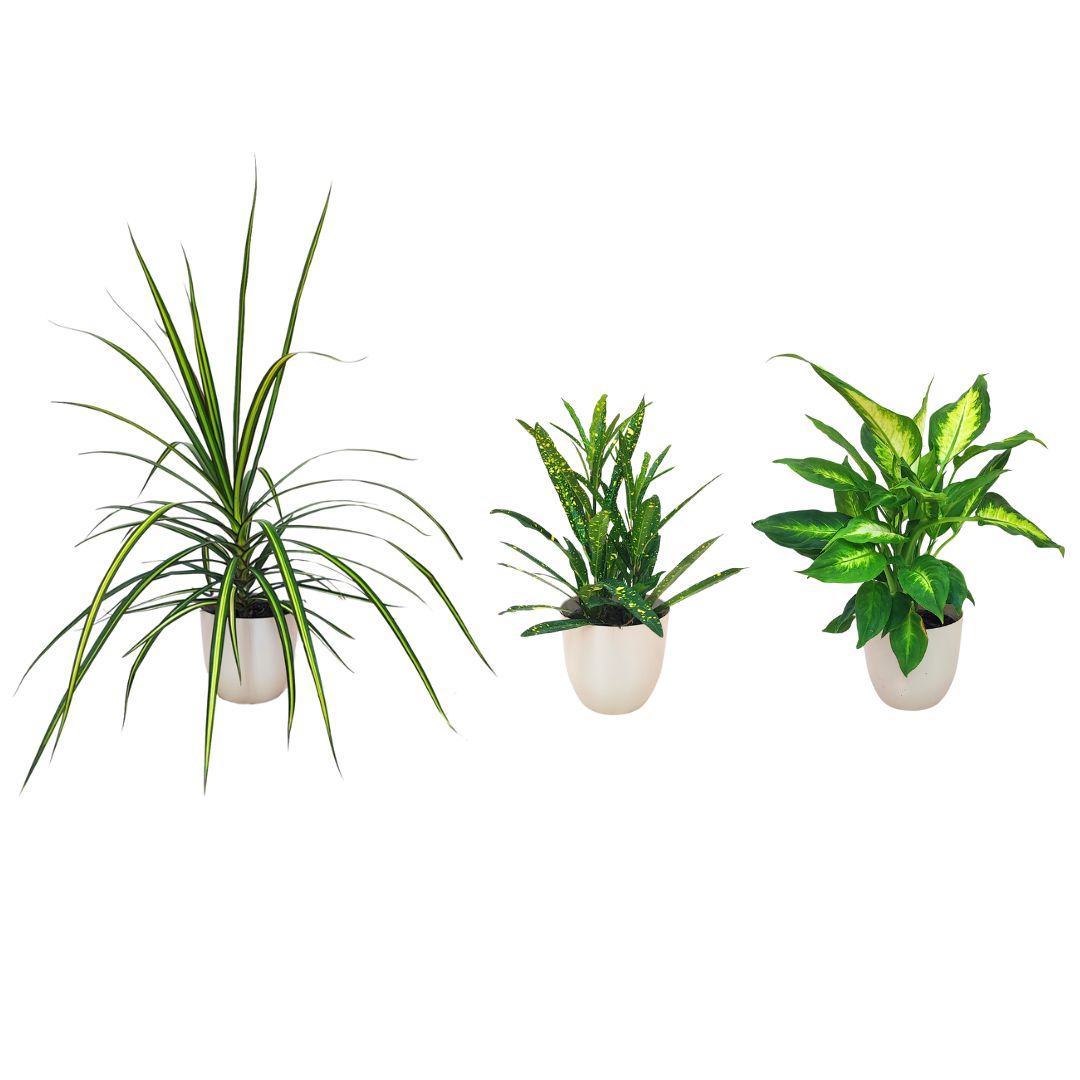 Set Tre Piante Respiro Verde Desk Mini Oro Dieffenbachia, Dracaena — i ...