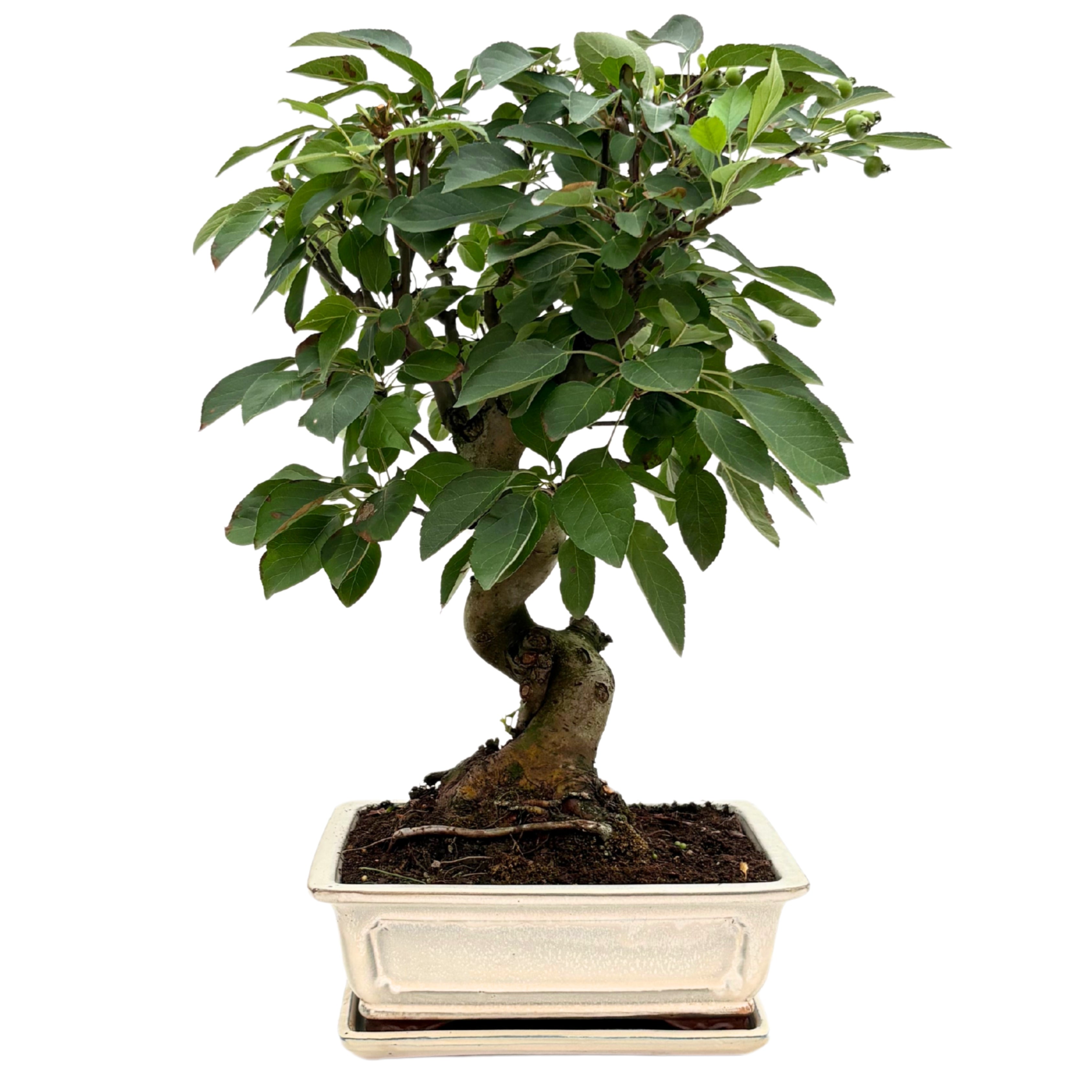 Bonsai Melo 14 Anni Bonsai Regalo — i Giardini di Giulia