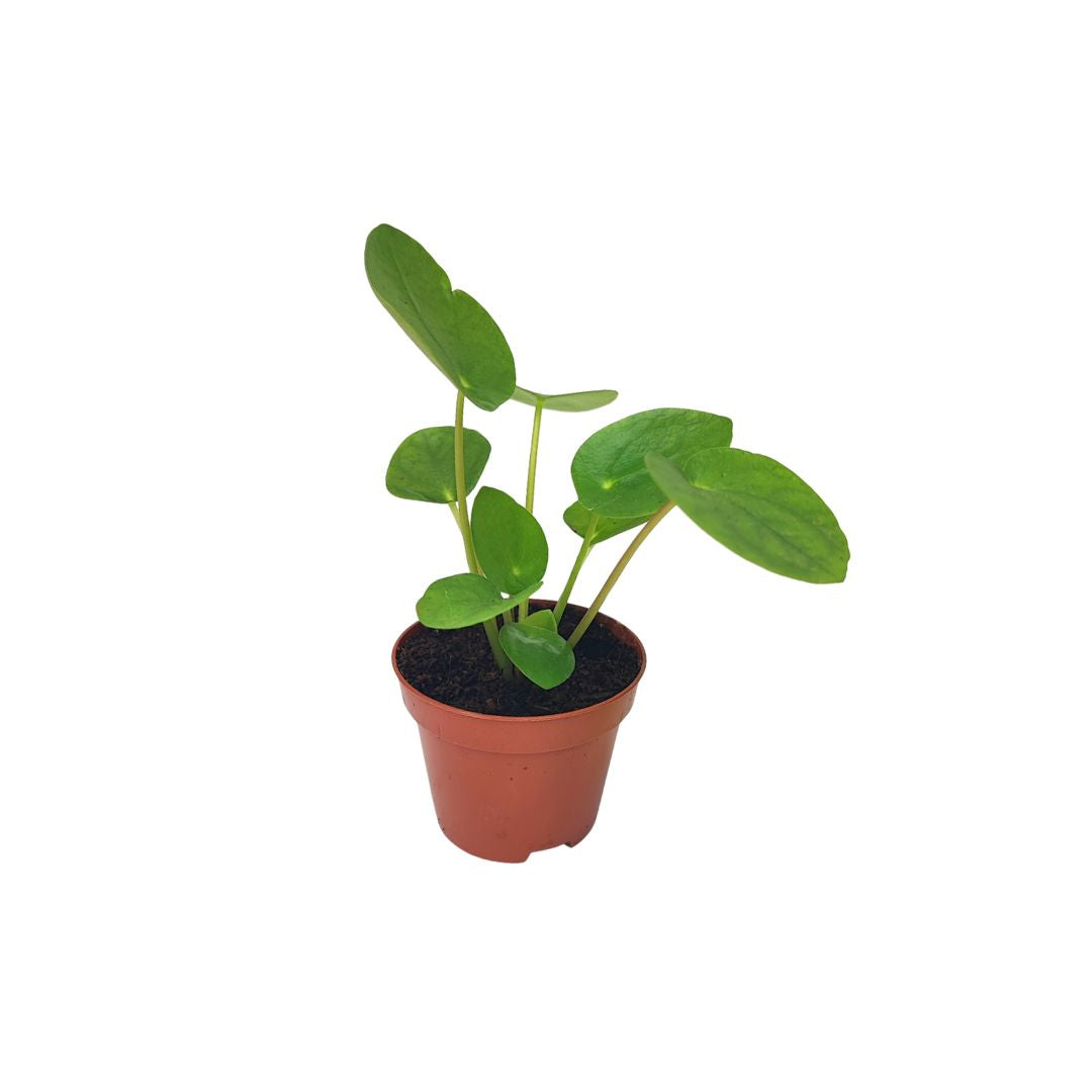 Mini Pilea Ø5.5 cm – Pianta delle Monete Compatta — i Giardini di Giulia